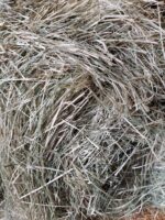 TEFF Hay | Ratzlaff Farms